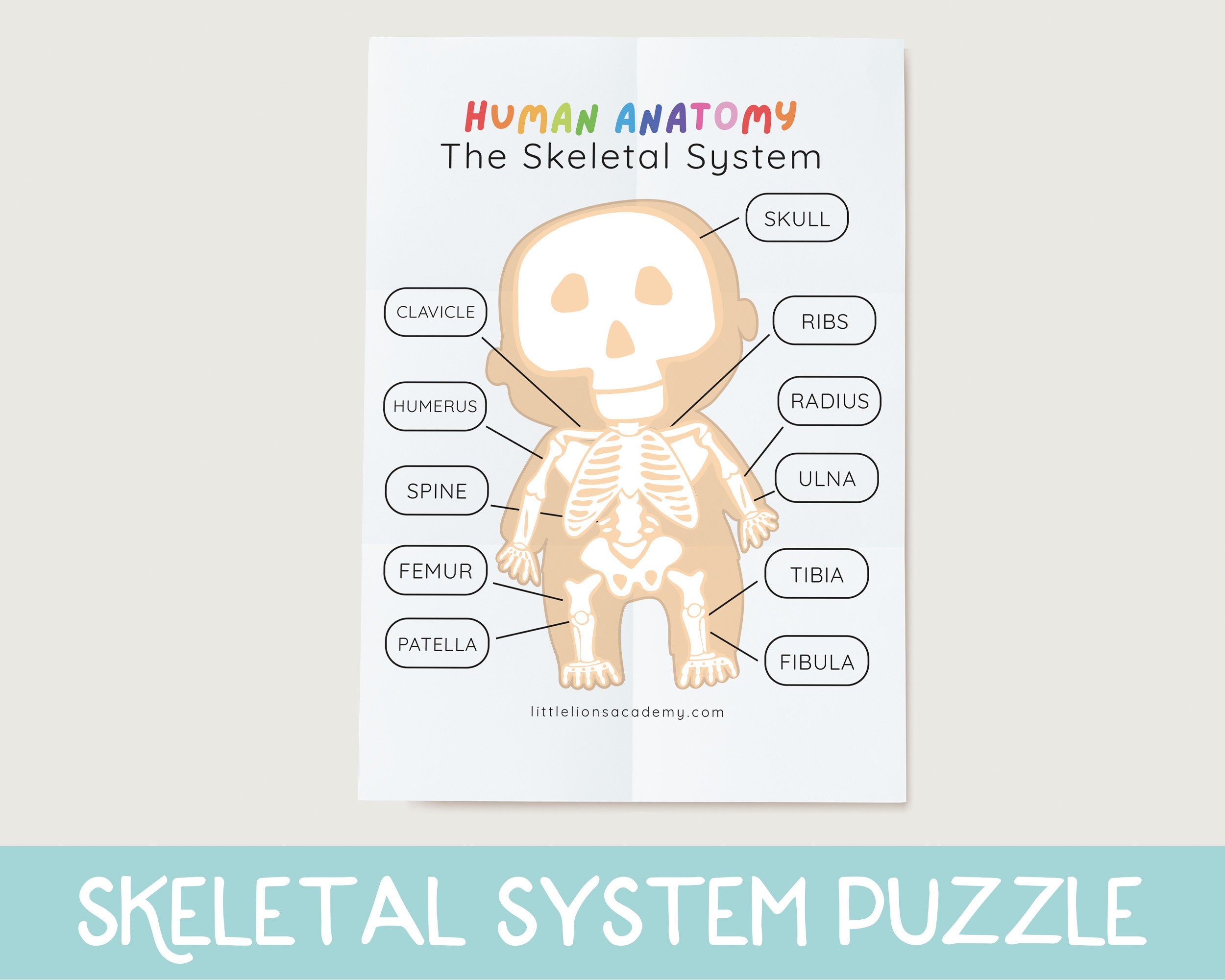 Skeletal System Puzzle, Human Anatomy Activity, Homeschool Curriculum ...