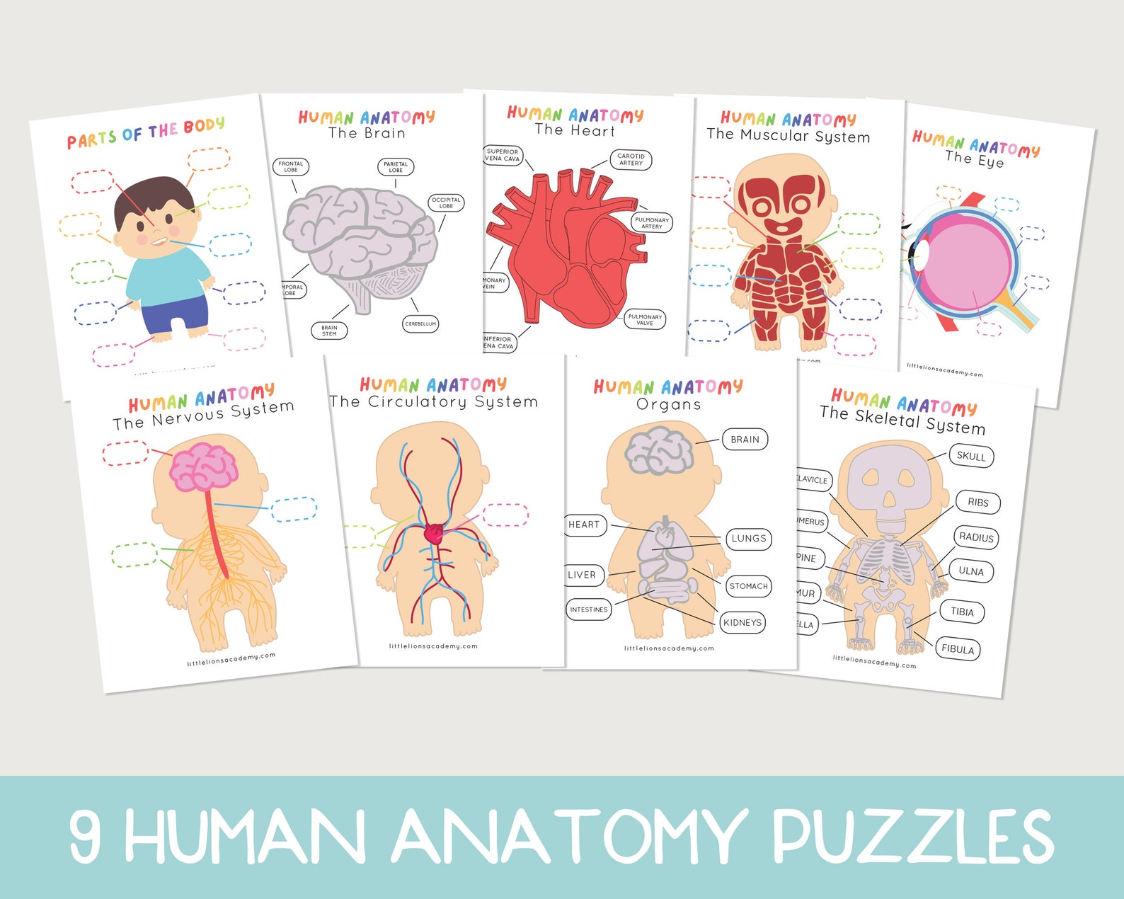 Human Anatomy, Busy Book, Human Body Game, Brain Anatomy, Homeschool ...
