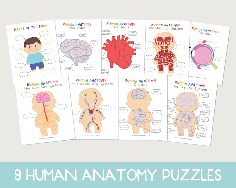 Human Anatomy, Busy Book, Human Body Game, Brain Anatomy, Homeschool ...