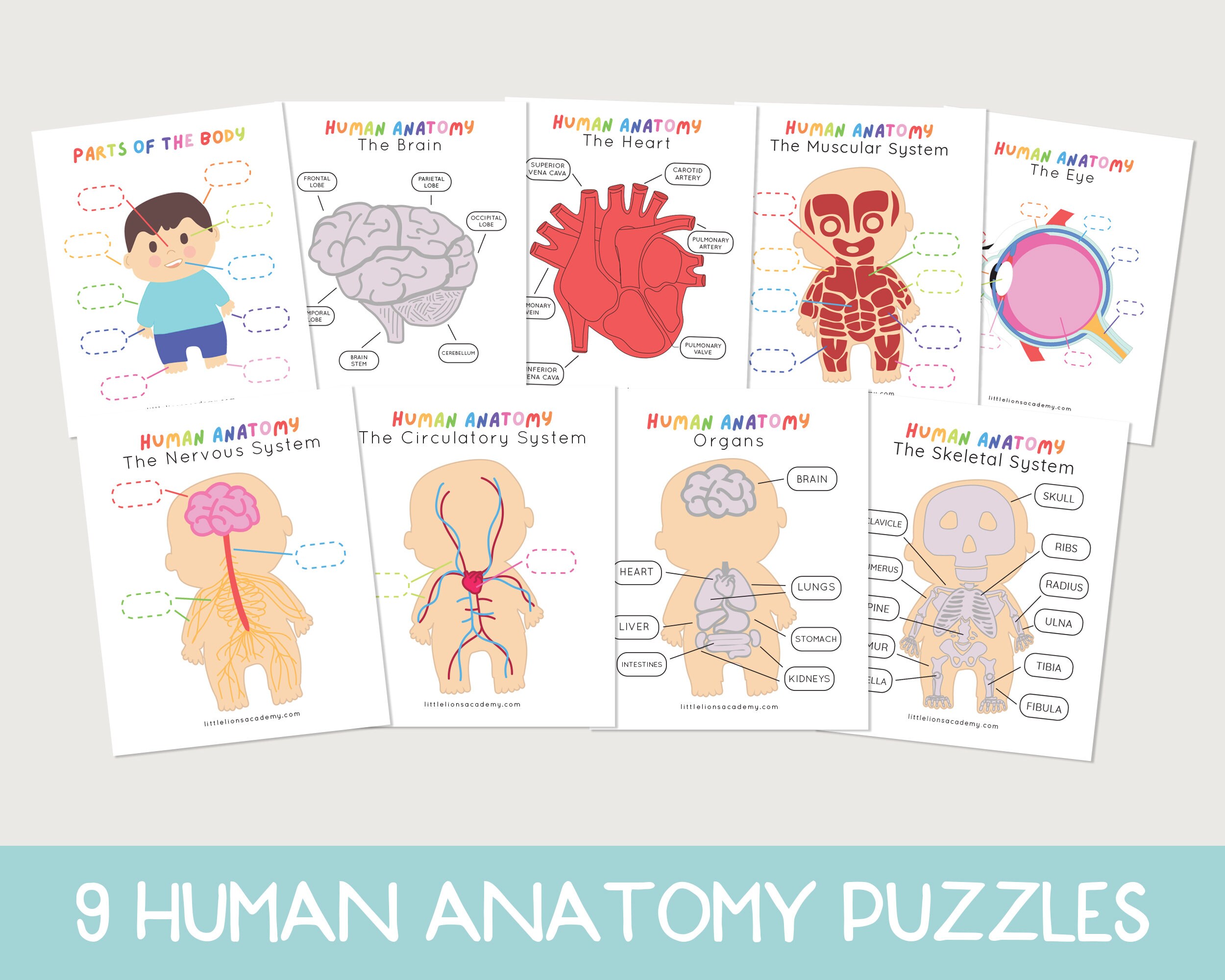 Human Anatomy, Busy Book, Human Body Game, Brain Anatomy, Homeschool ...