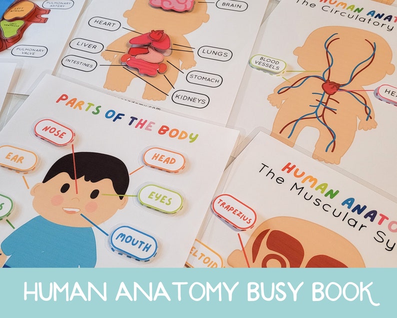 Human Anatomy, Busy Book, Human Body Game, Brain Anatomy, Homeschool ...