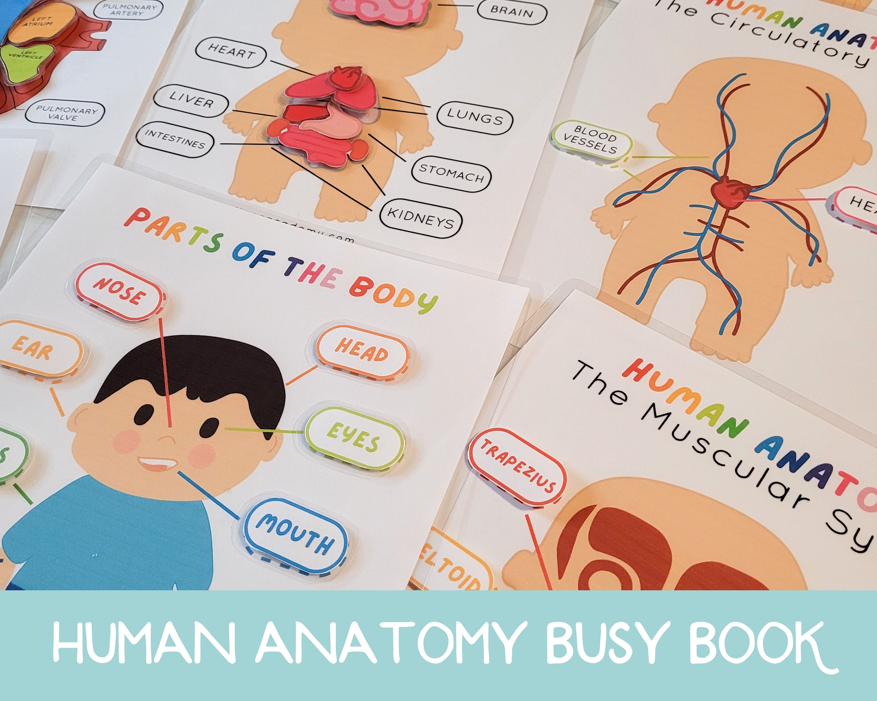 Human Anatomy, Busy Book, Human Body Game, Brain Anatomy, Homeschool ...