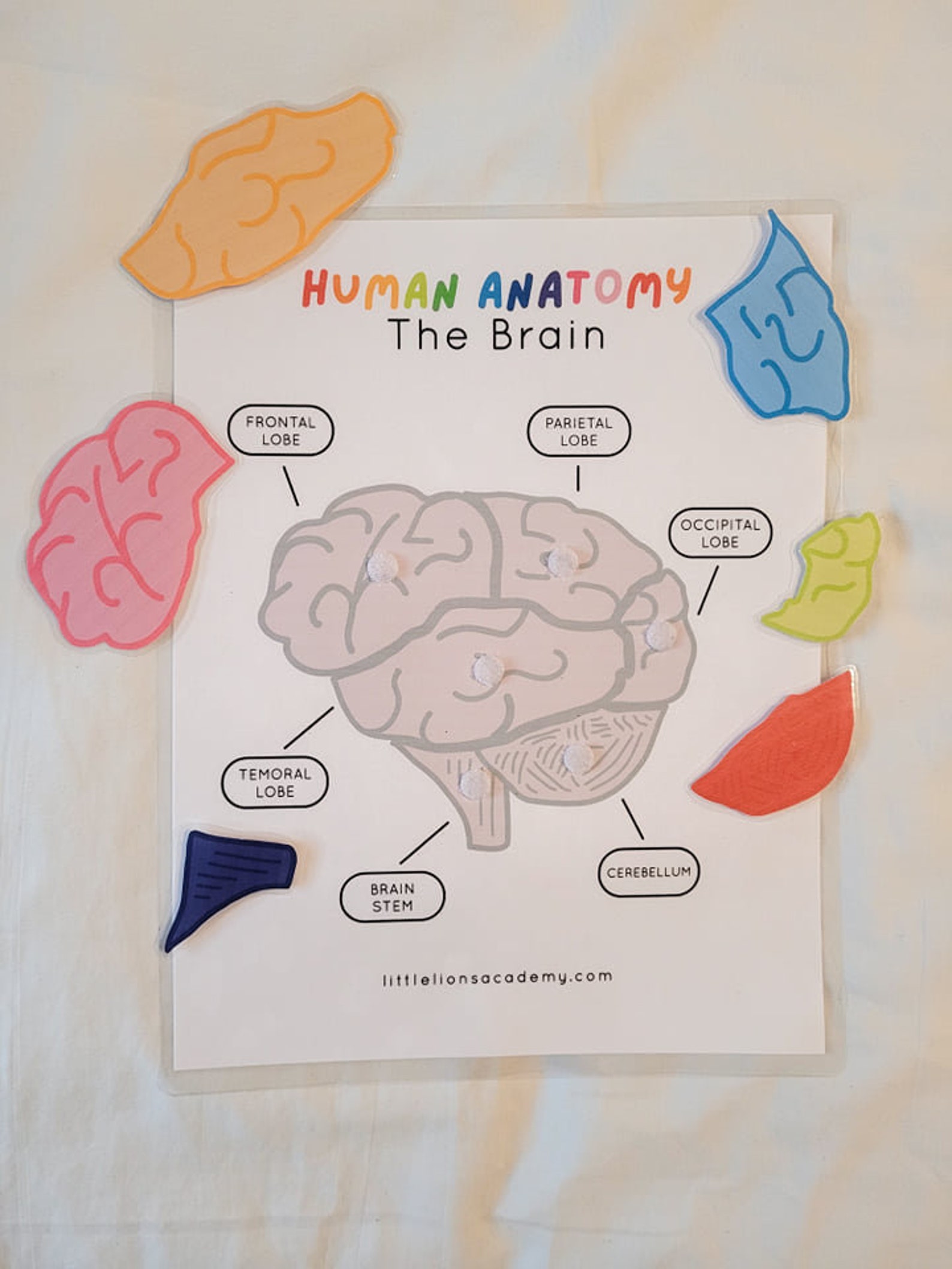 Brain Anatomy Puzzle, Brain Anatomy Printable Activity, Human Body Game ...