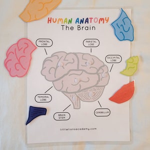Brain Anatomy Puzzle, Brain Anatomy Printable Activity, Human Body Game ...