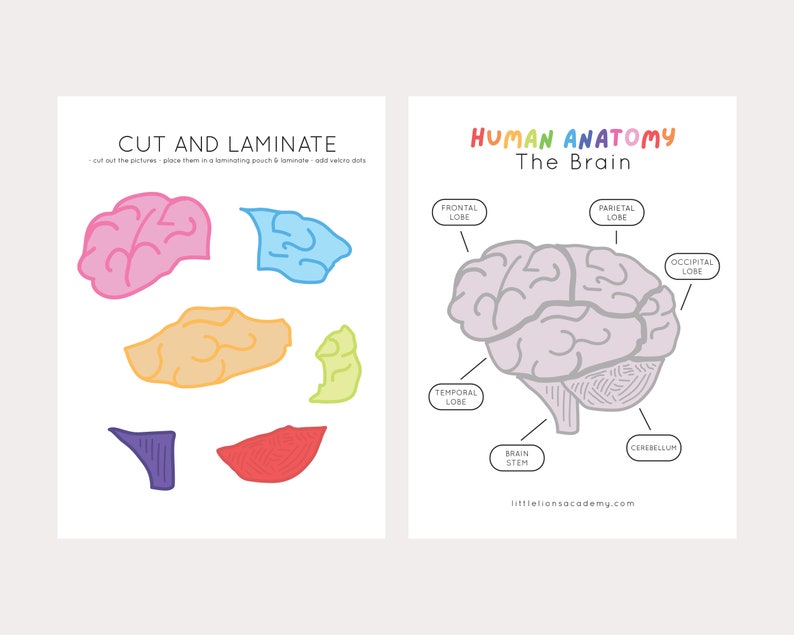 Brain Anatomy Puzzle, Brain Anatomy Printable Activity, Human Body Game ...