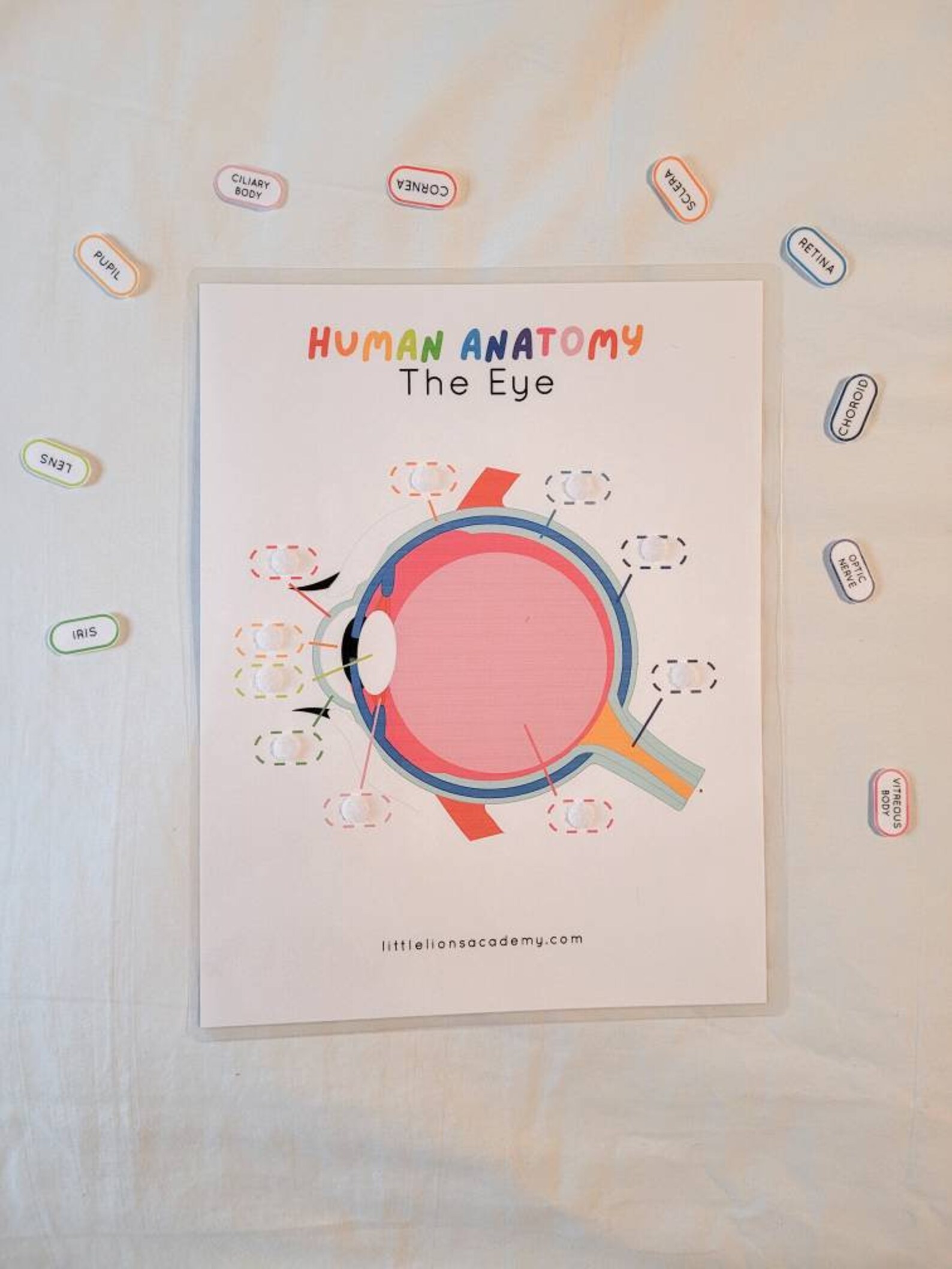 Eye Anatomy Kids Printable, Human Anatomy Activity, Preschool Science ...