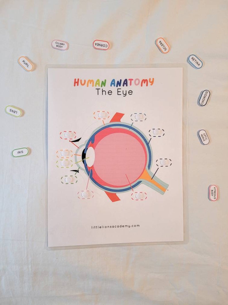 Eye Anatomy Kids Printable, Human Anatomy Activity, Preschool Science ...