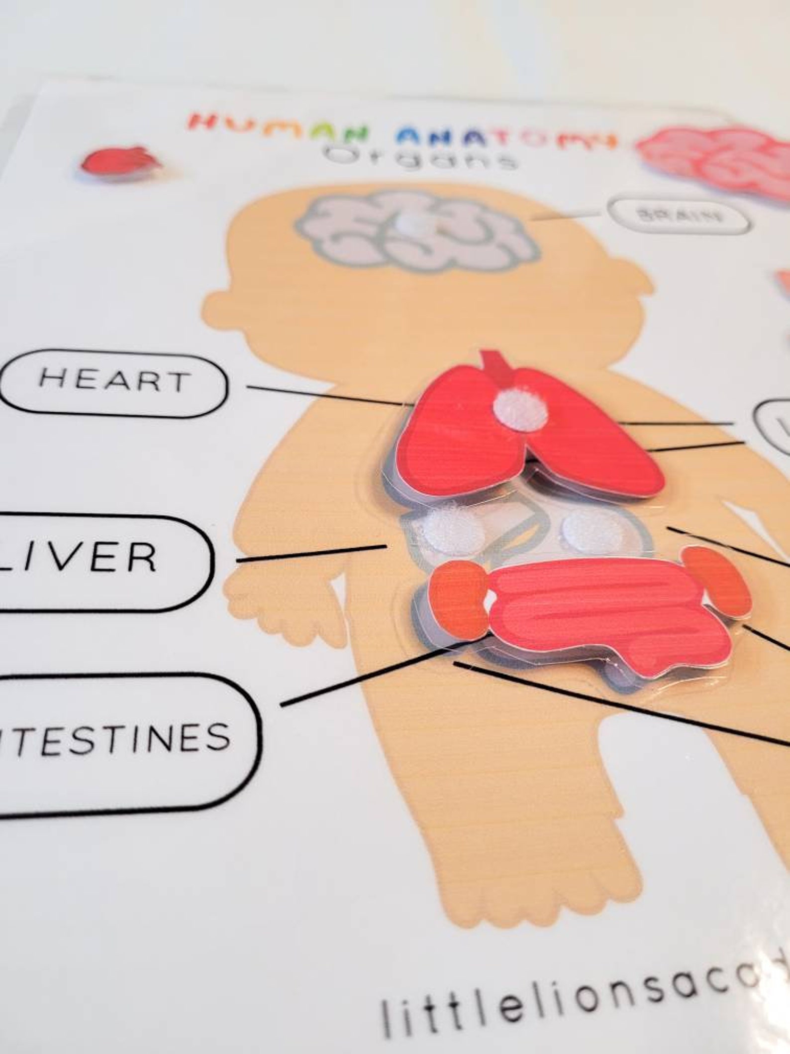 Human Anatomy, Busy Book, Human Body Game, Brain Anatomy, Homeschool ...