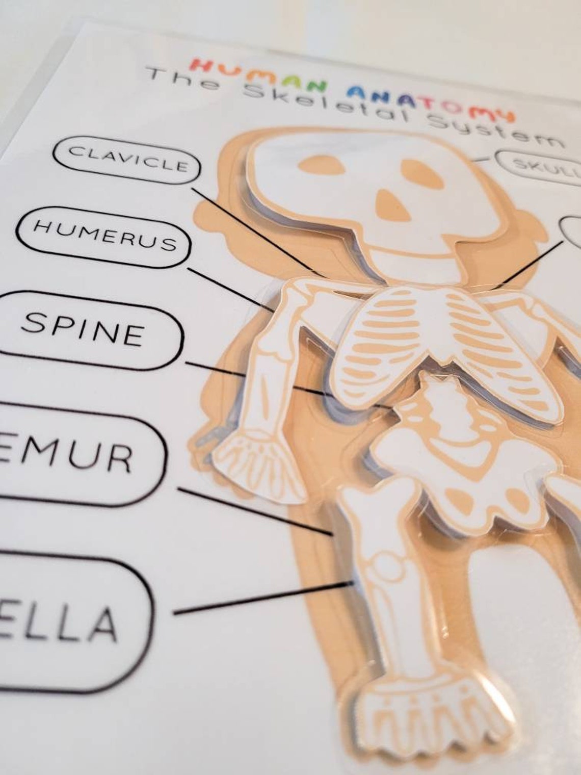 Human Anatomy Busy Book Printable Human Body Poster Anatomy | Etsy