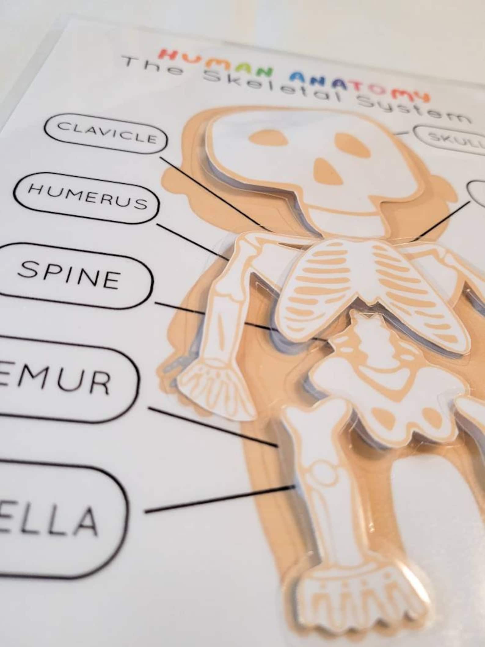 Human Anatomy, Busy Book, Human Body Game, Brain Anatomy, Homeschool ...