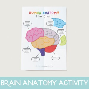 Brain Anatomy Puzzle, Brain Anatomy Printable Activity, Human Body Game ...