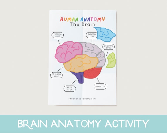 Brain Anatomy Puzzle Brain Anatomy Printable Activity Human | Etsy UK