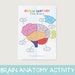 Brain Anatomy Puzzle, Brain Anatomy Printable Activity, Human Body Game ...