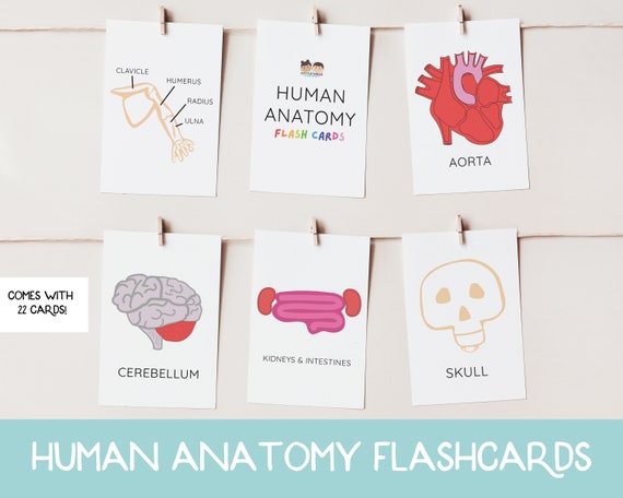 Human Anatomy Flash Cards Slipcased Boxed Set Of 164 Anatomy Flash