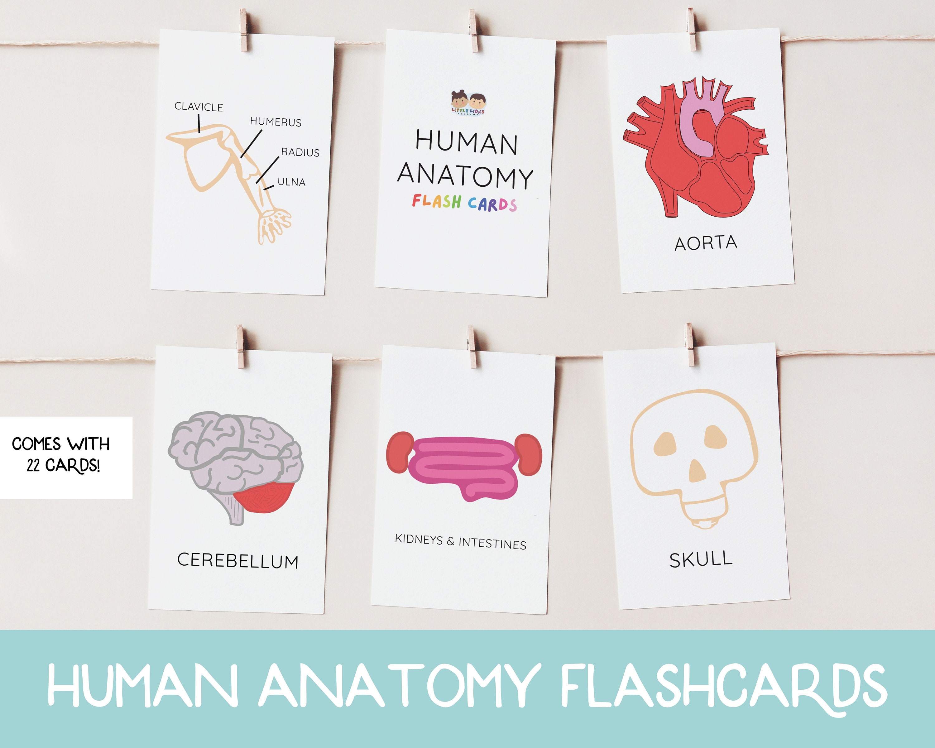 Organ Anatomy Flashcards at Edward Criss blog
