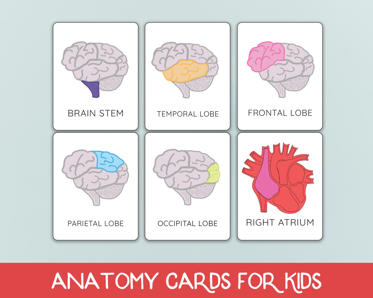 Human Anatomy Flash Cards Brain Anatomy Homeschool - Etsy Canada