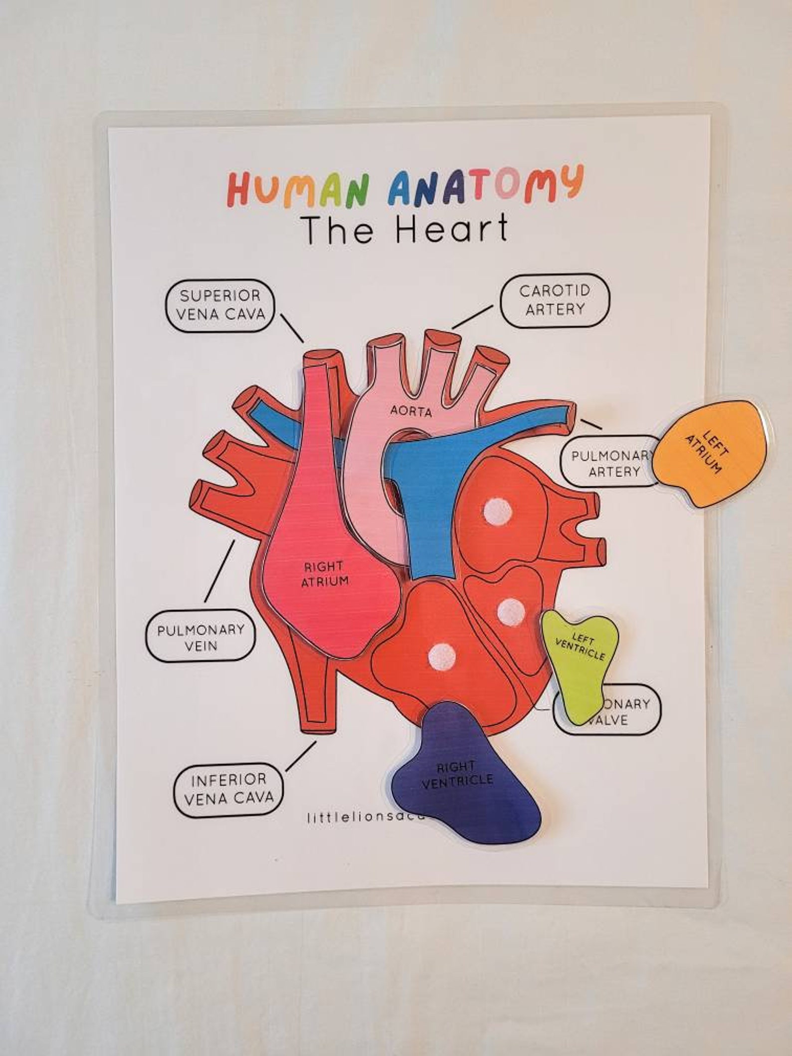 Heart Anatomy Puzzle, Heart Anatomy Printable Activity, Human Body Game ...