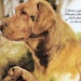 Yellow Labrador Retriever Print - CUSTOM MATTED 1983 Vintage Color Art ...