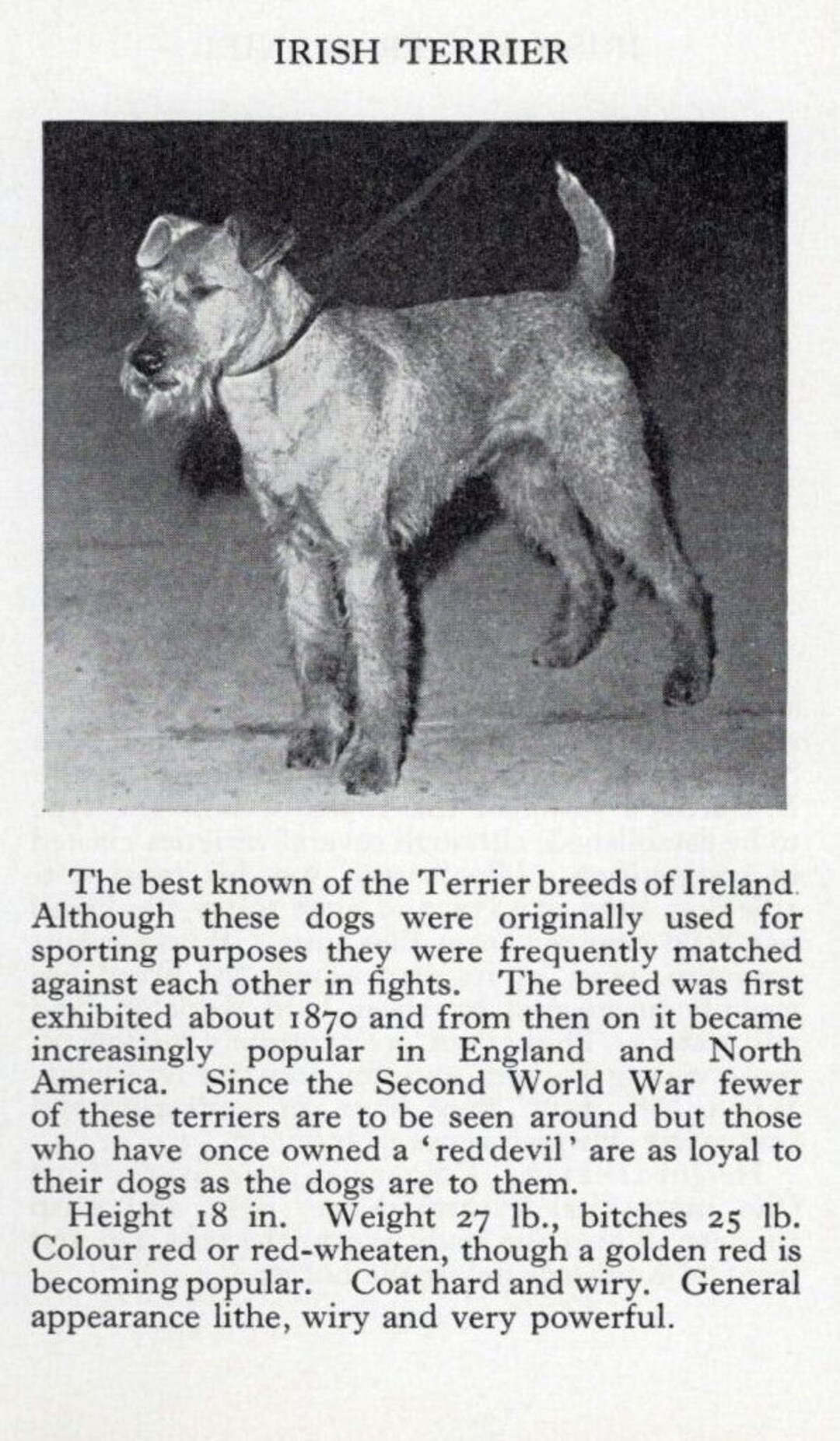 Irish Terrier - Custom Matted - 1966 Vintage Dog Art Photo Print - GIFT ...