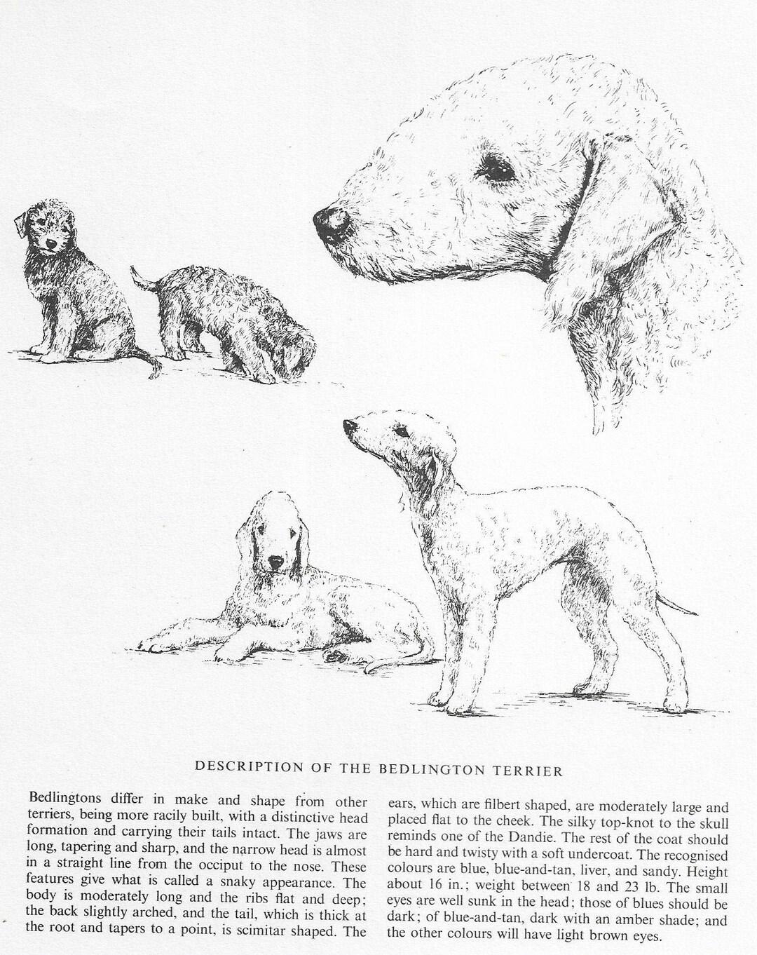 Bedlington Terrier Sketch - Custom Matted - 1963 Vintage Art ...
