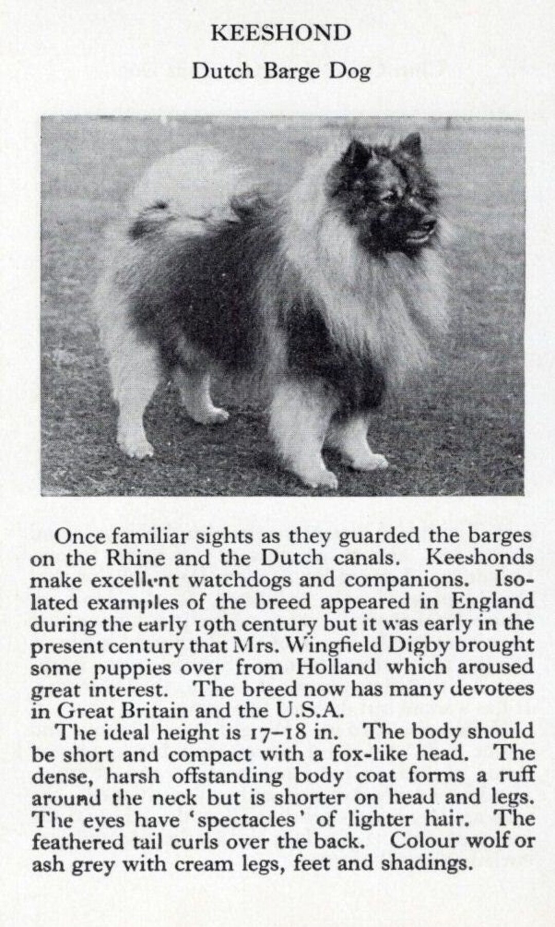 Keeshond Dutch Barge Dog Custom Matted 1966 Vintage Dog Art Photo Print ...