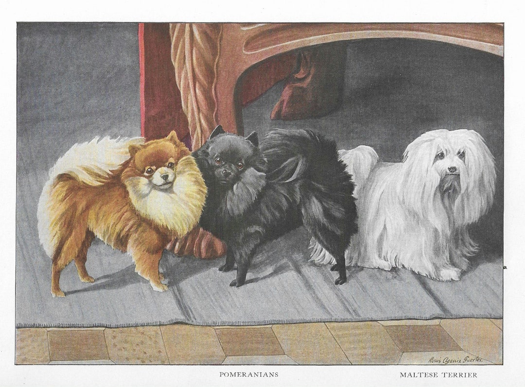 Pomeranian | Maltese Terrier - CUSTOM MATTED - 1927 Color Dog Art Print ...
