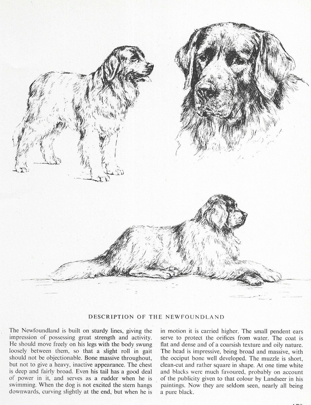 Newfoundland Sketch - Custom Matted - 1963 Vintage Art Illustration by ...