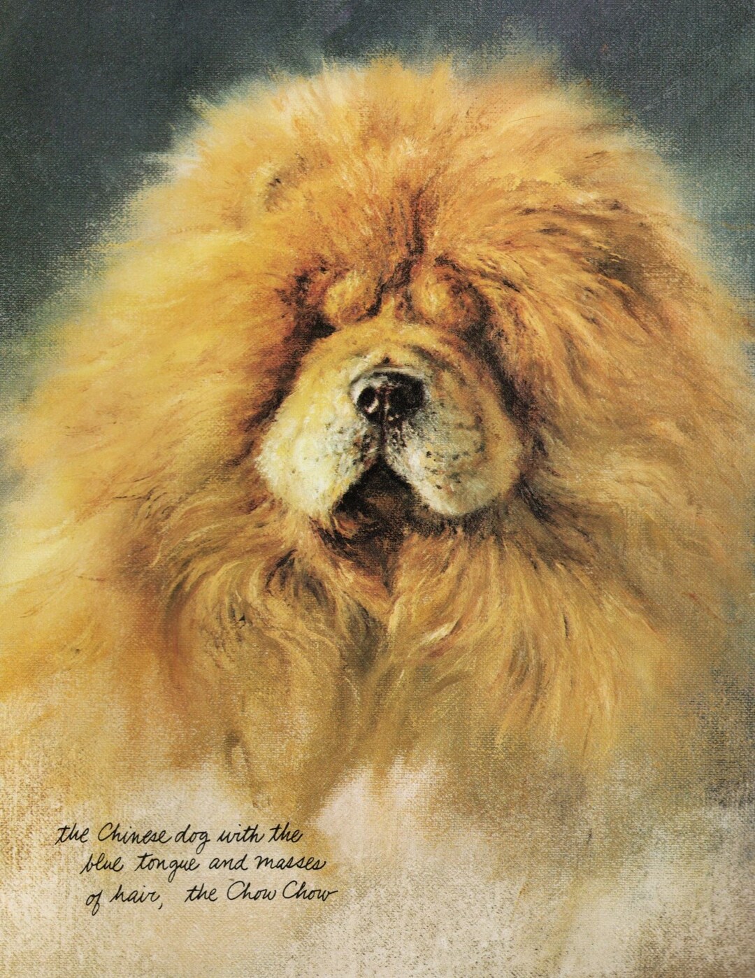 Chow Chow Print - CUSTOM MATTED - 1983 Vintage Color Art Illustration ...