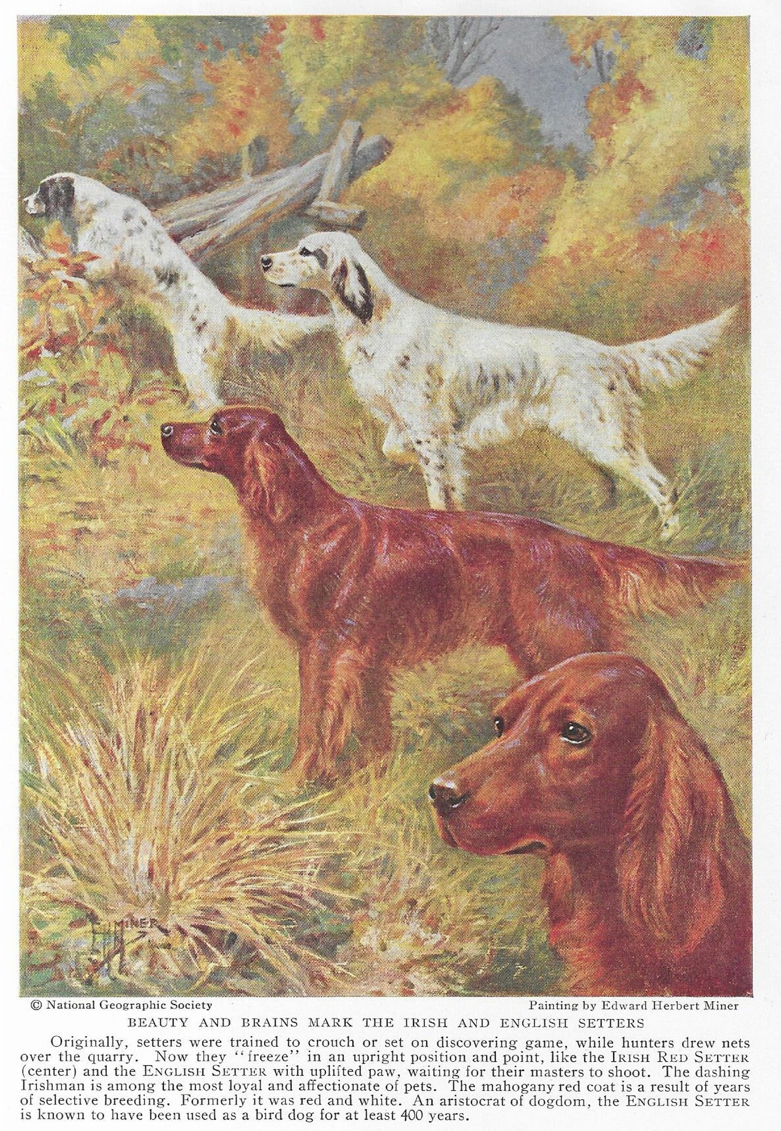 Irish Setter | English Setter - CUSTOM MATTED - 1937 Color Dog Art ...