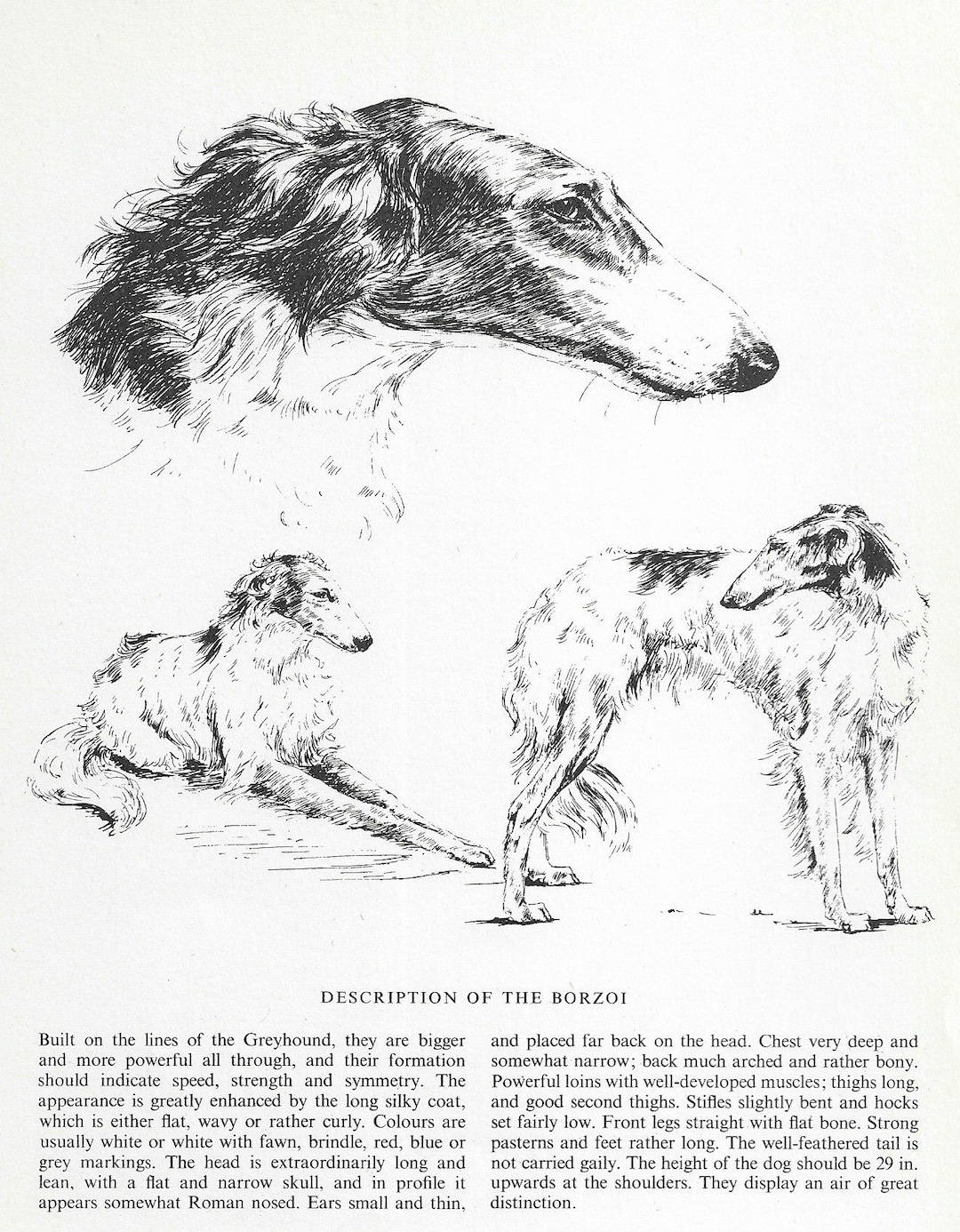 Borzoi Sketch - Custom Matted - 1963 Vintage Art Illustration by ...