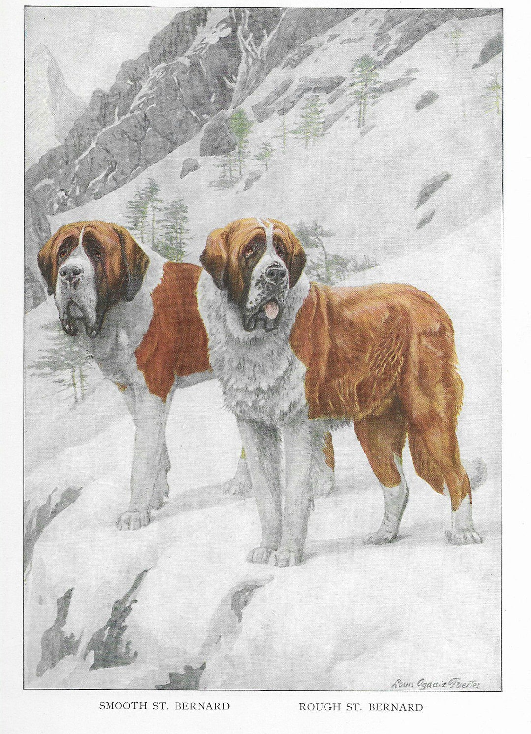 Smooth Saint Bernard | Rough Saint Bernard - CUSTOM MATTED - 1927 Color ...