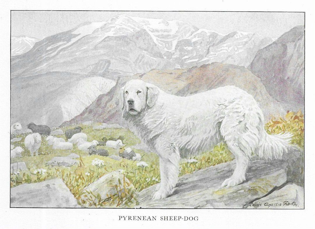 Vintage Great Pyrenees - CUSTOM MATTED - 1927 Dog Art Print Gift - Etsy