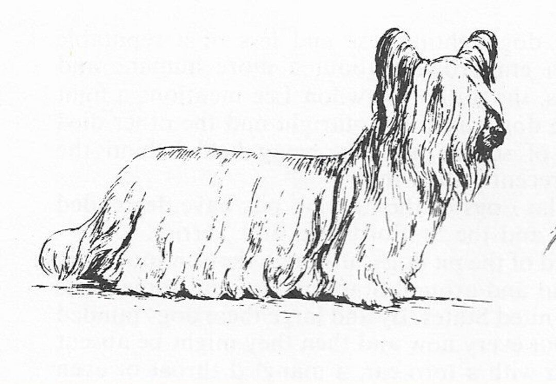1963 Vintage Skye Terrier #2 Dog Art Print by Bridget Olerenshaw ...