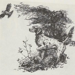 English Setter - 8" X 10" CUSTOM MATTED - 1964 Antique Dog Print by ...