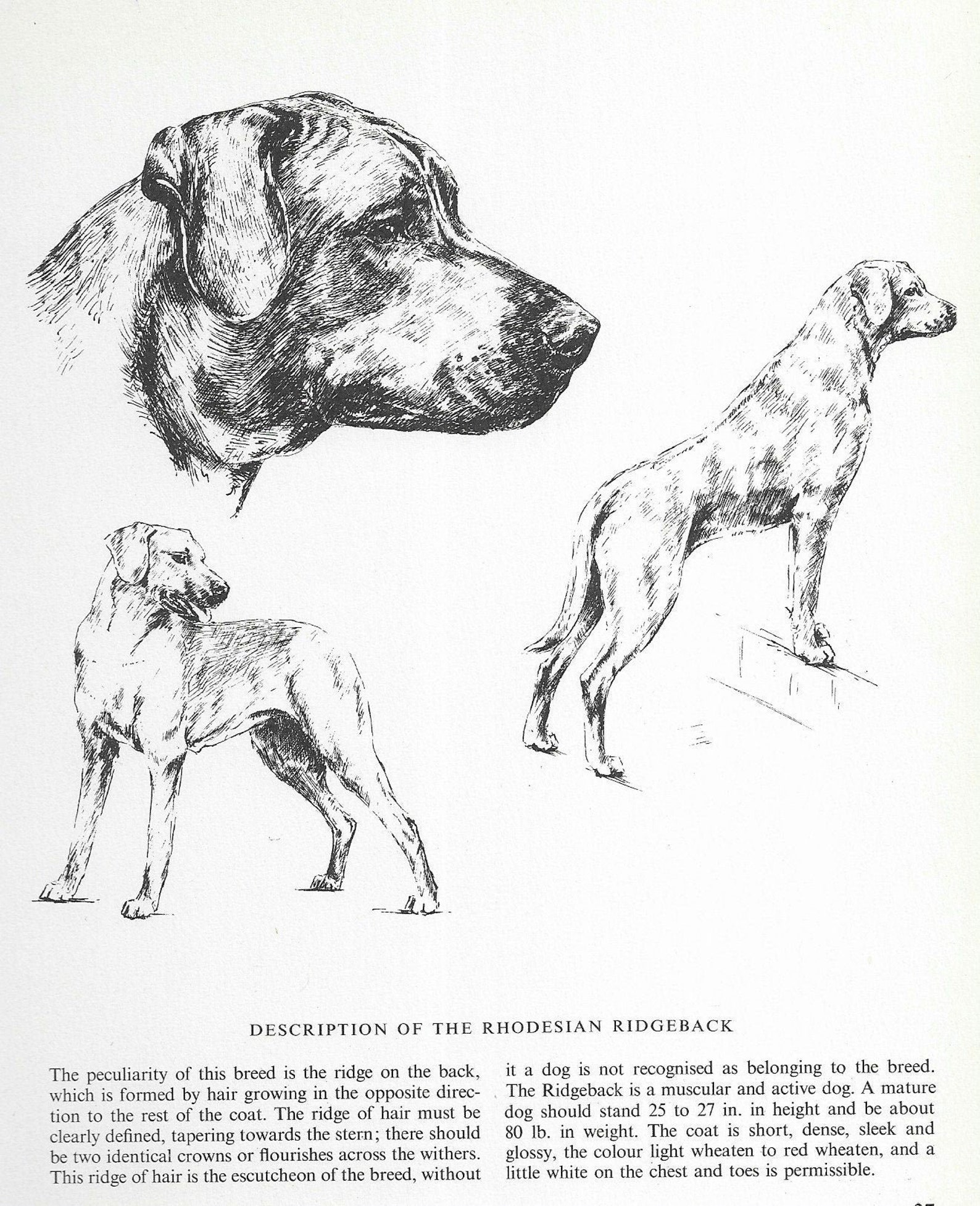 Rhodesian Ridgeback Sketch 1963 Vintage Dog Art Print - Etsy