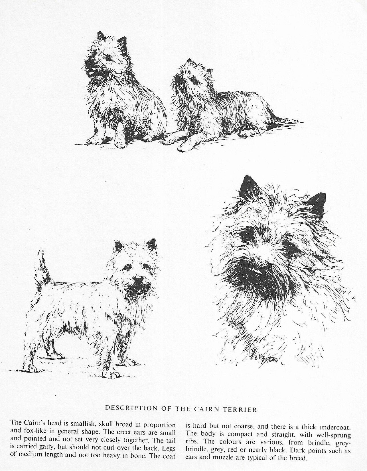Cairn Terrier Sketch - Custom Matted - 1963 Vintage Art Illustration by ...