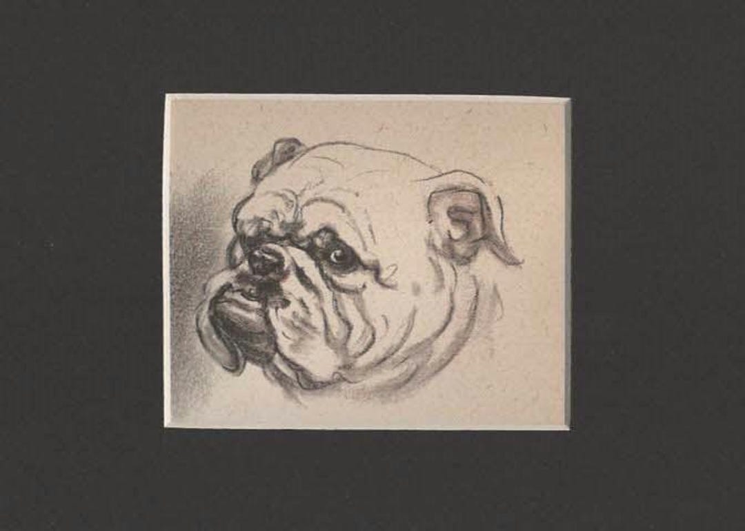 The Bulldog Head Study by Diana Thorne - 1944 Vintage Color Dog Art ...