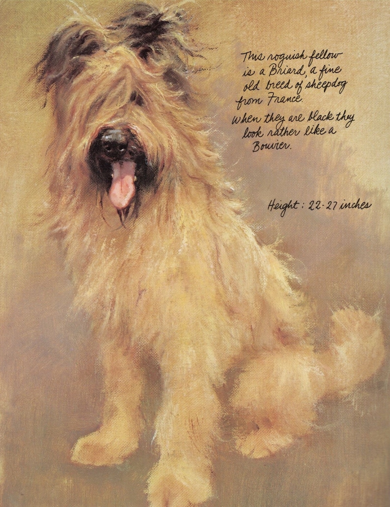 Briard Print - CUSTOM MATTED - 1983 Vintage Color Art Illustration by ...