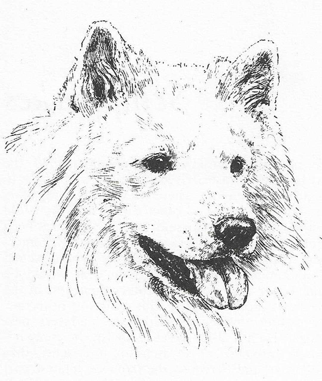 1963 Vintage Samoyed #1 Dog Art Print by Bridget Olerenshaw - Custom ...