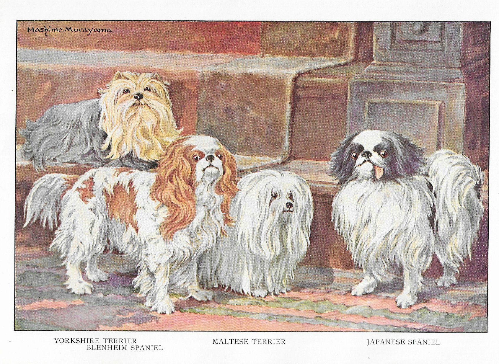 Yorkshire Terrier | Maltese Terrier | Japanese Spaniel - CUSTOM MATTED ...