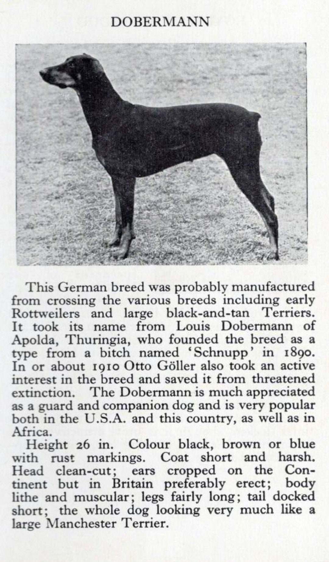 Doberman Pinscher - Custom Matted - 1966 Vintage Dog Art Photo Print ...