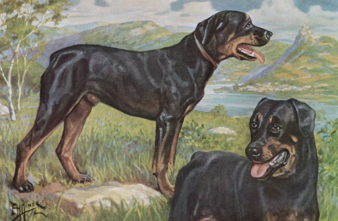 Vintage Rottweiler Art Print - 1958 Color - Custom Matted 8" X 10 ...