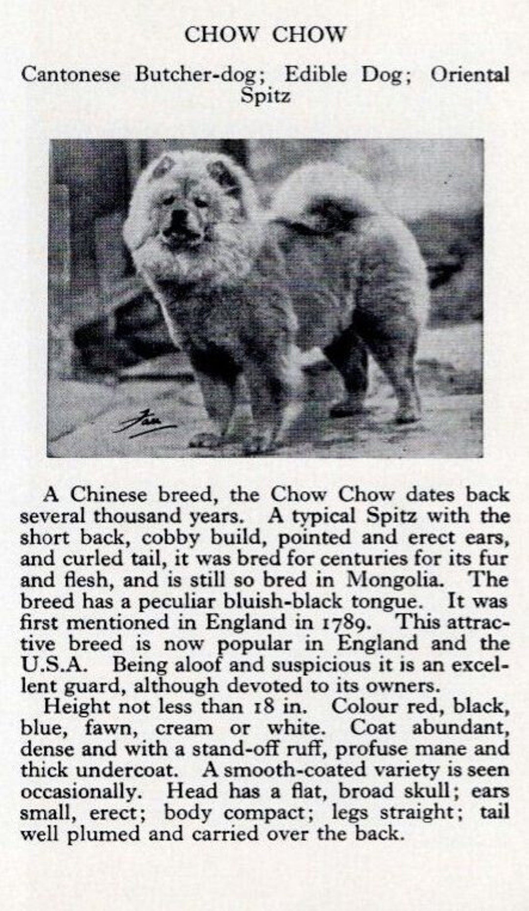 Chow Chow | Oriental Spitz - Custom Matted - 1966 Vintage Dog Art Photo ...