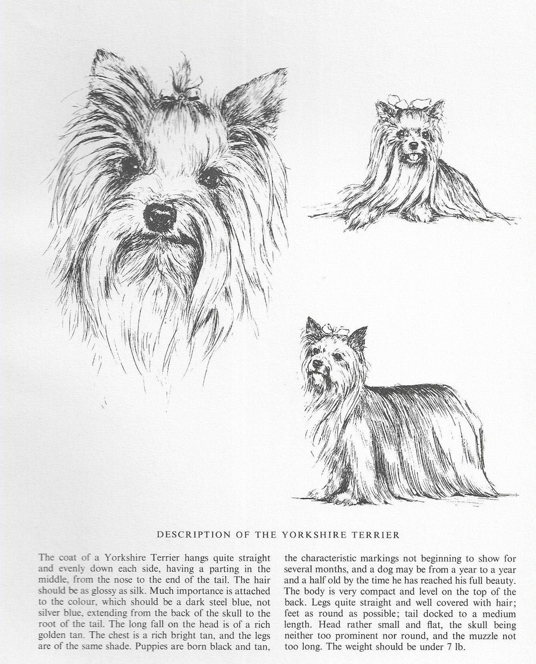 Yorkshire Terrier Sketch - Custom Matted - 1963 Vintage Art ...