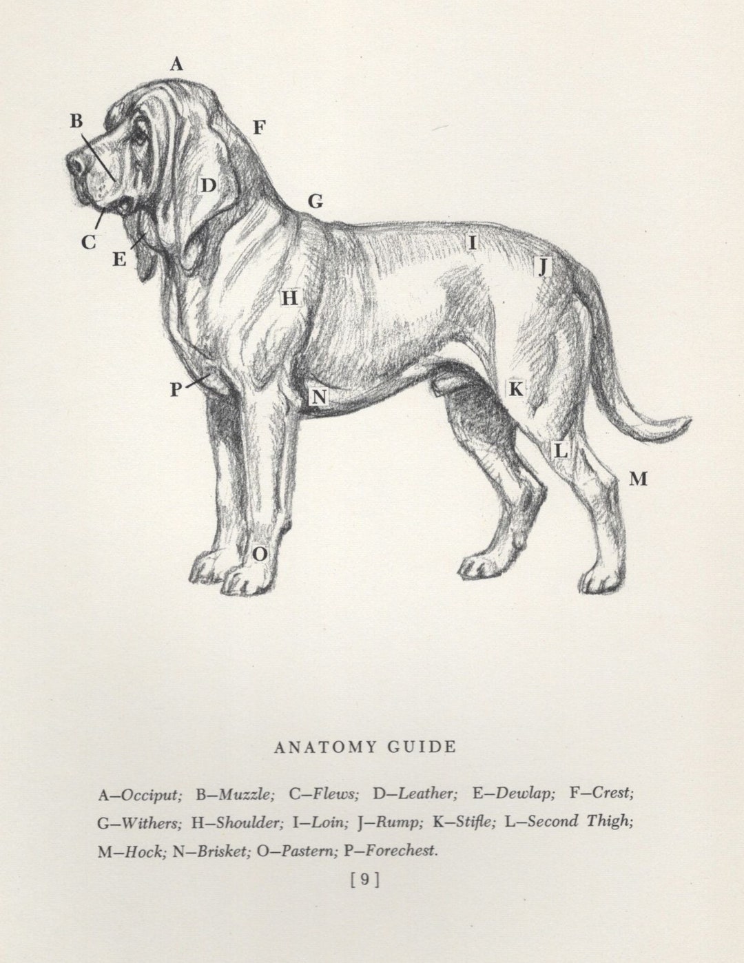 The Bloodhound "anatomy Guide" by Edwin Megargee - 1953 Antique Dog ...