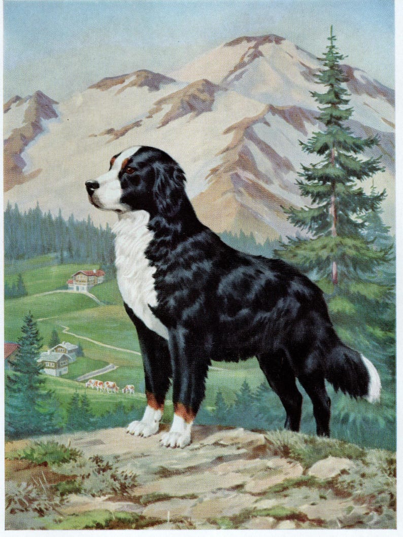 Vintage Bernese Mountain Dog Art Print - 1958 Color - Custom Matted 10 ...