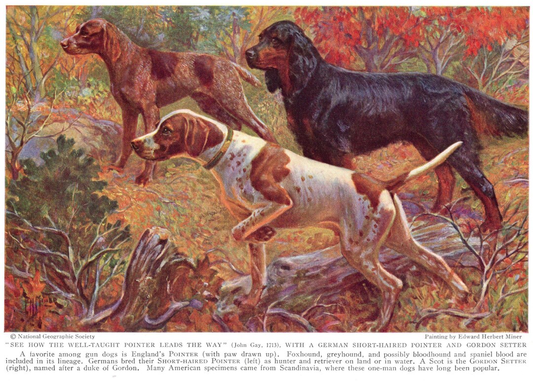 German Pointer and Gordon Setter - 1937 Color Dog Art Print - CUSTOM ...