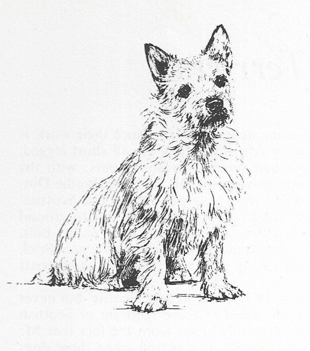 1963 Vintage Norwich Terrier #1 Dog Art Print by Bridget Olerenshaw ...