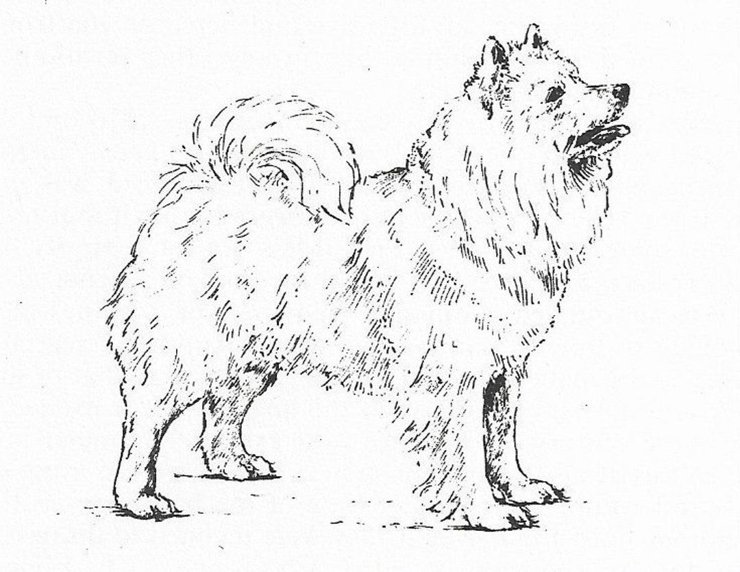 1963 Vintage Samoyed #3 Dog Art Print by Bridget Olerenshaw - Custom ...