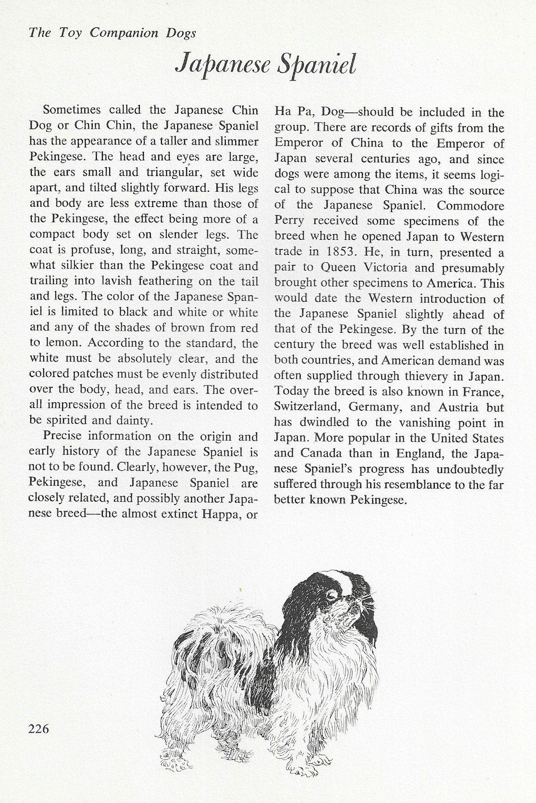 Japanese Spaniel Dog Art Print - CUSTOM MATTED - 1950 Vintage Pen and ...